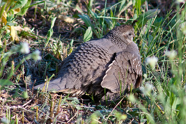 Pretty, cute, and not so dumb. | Forgotten Hill Bed & Breakfast